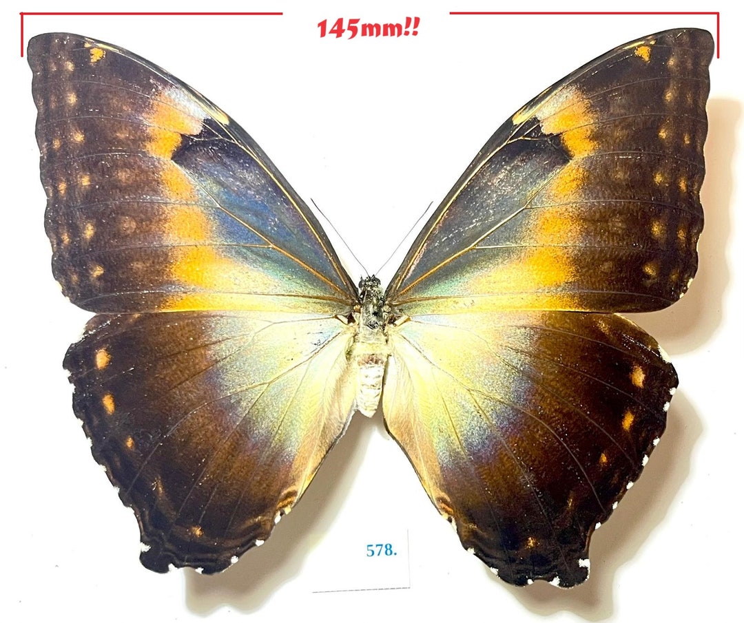 Mounted Morphidae Giant Female ref.578 Morpho Cisseis Phanodemus ...