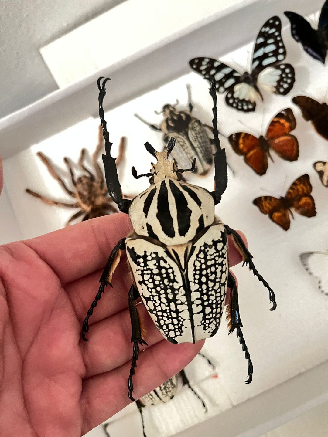 Mounted Big Male 80mm Goliathus Orientalis From D.r.congo Insects for ...