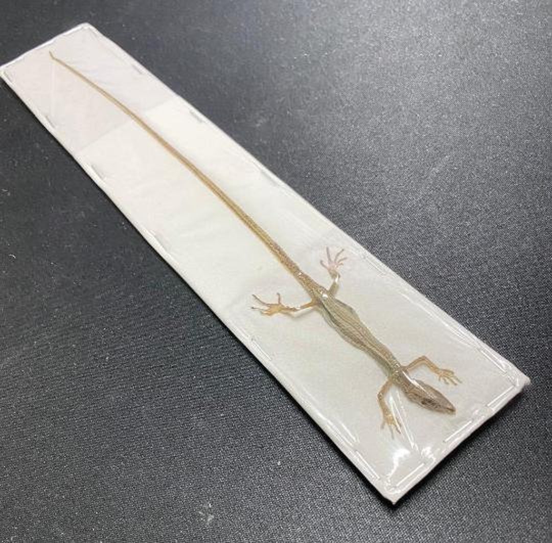 Takydromus Sexlineatus - Long Tailed Grass Lizard - Taxidermy for Your ...