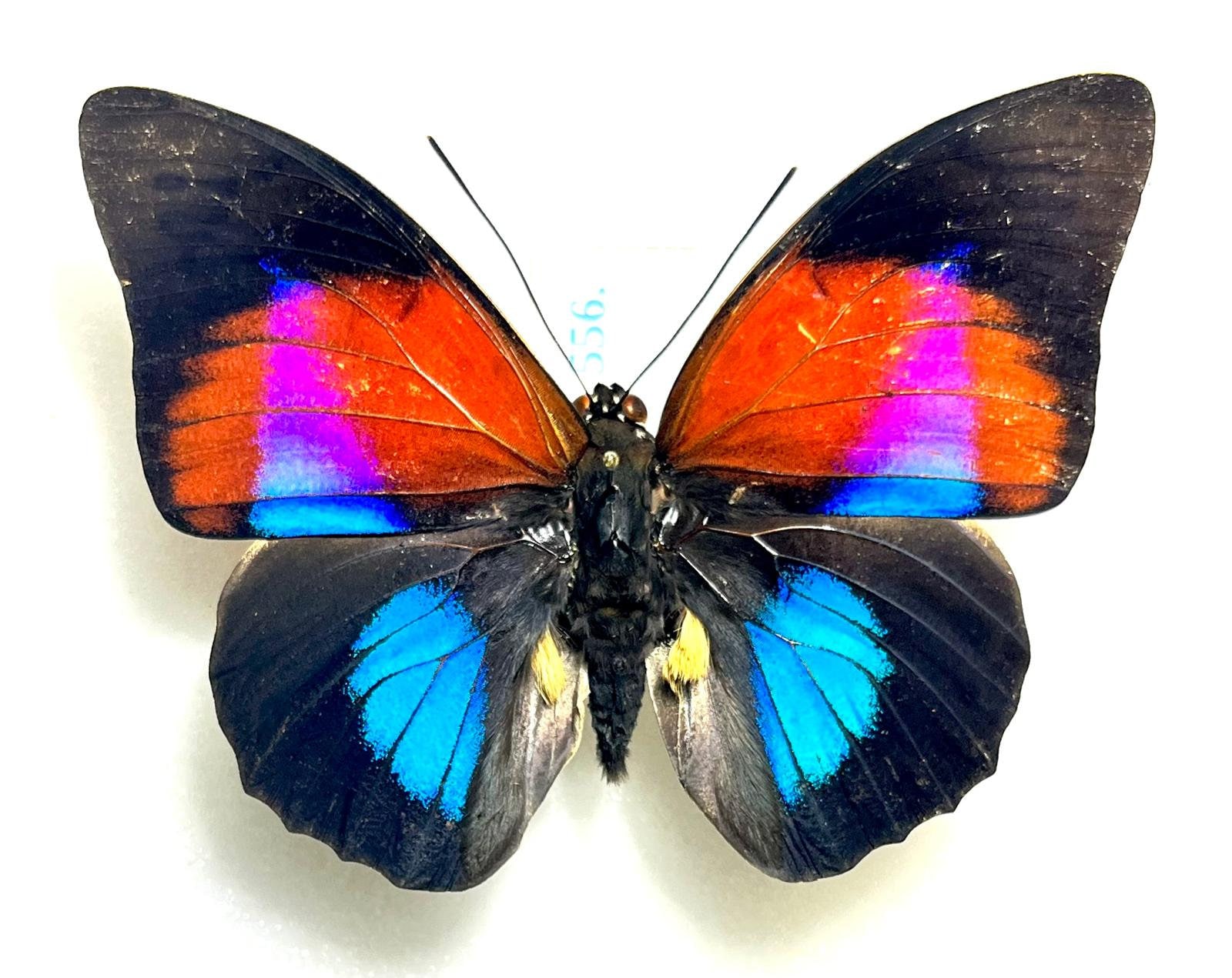 Ref.556 Mounted Hybrid Agrias Claudina Lugens X Prepona Dexamenus ...