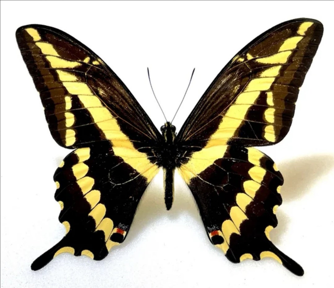 Mounted Papilio Paeon From Peru Insects for Your Art Projects or ...