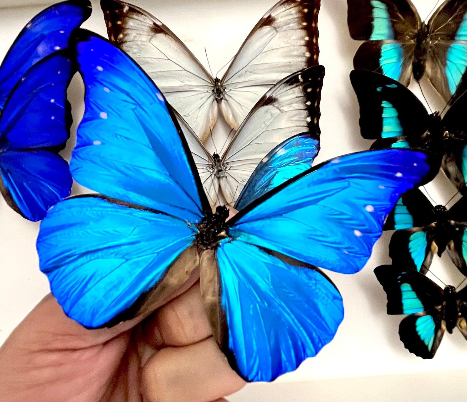 Morphidae Morpho Rhetenor Cacica Mounted Butterflies for Your Art ...