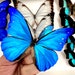 Morphidae Morpho Rhetenor Cacica Mounted Butterflies for Your Art ...