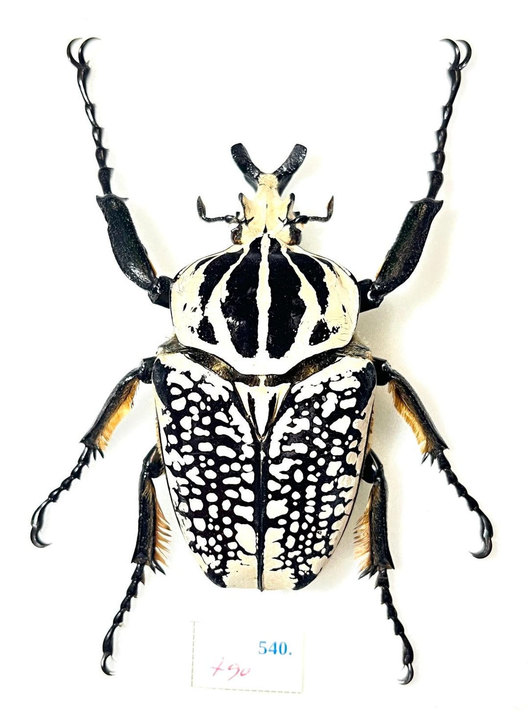 Ref.540 Mounted Big Male!!! +90mm!!! Goliathus Orientalis From D.r ...