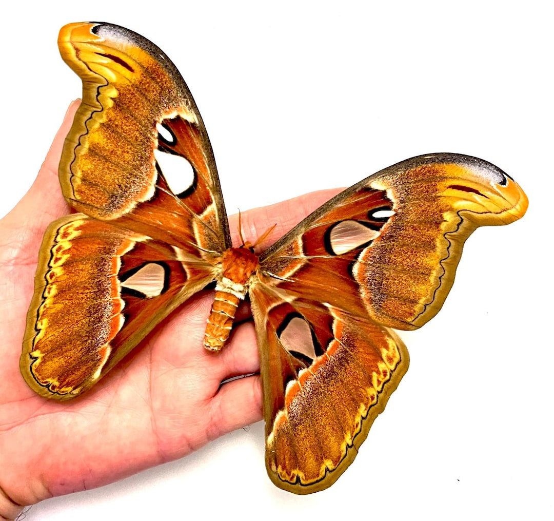 Mounted - Giant Moth Attacus Atlas (female) From Indonesia - Insects ...