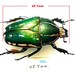 Mounted Dynastidae Golofa Sp. Big Size Insects & Beetles for Your Art ...