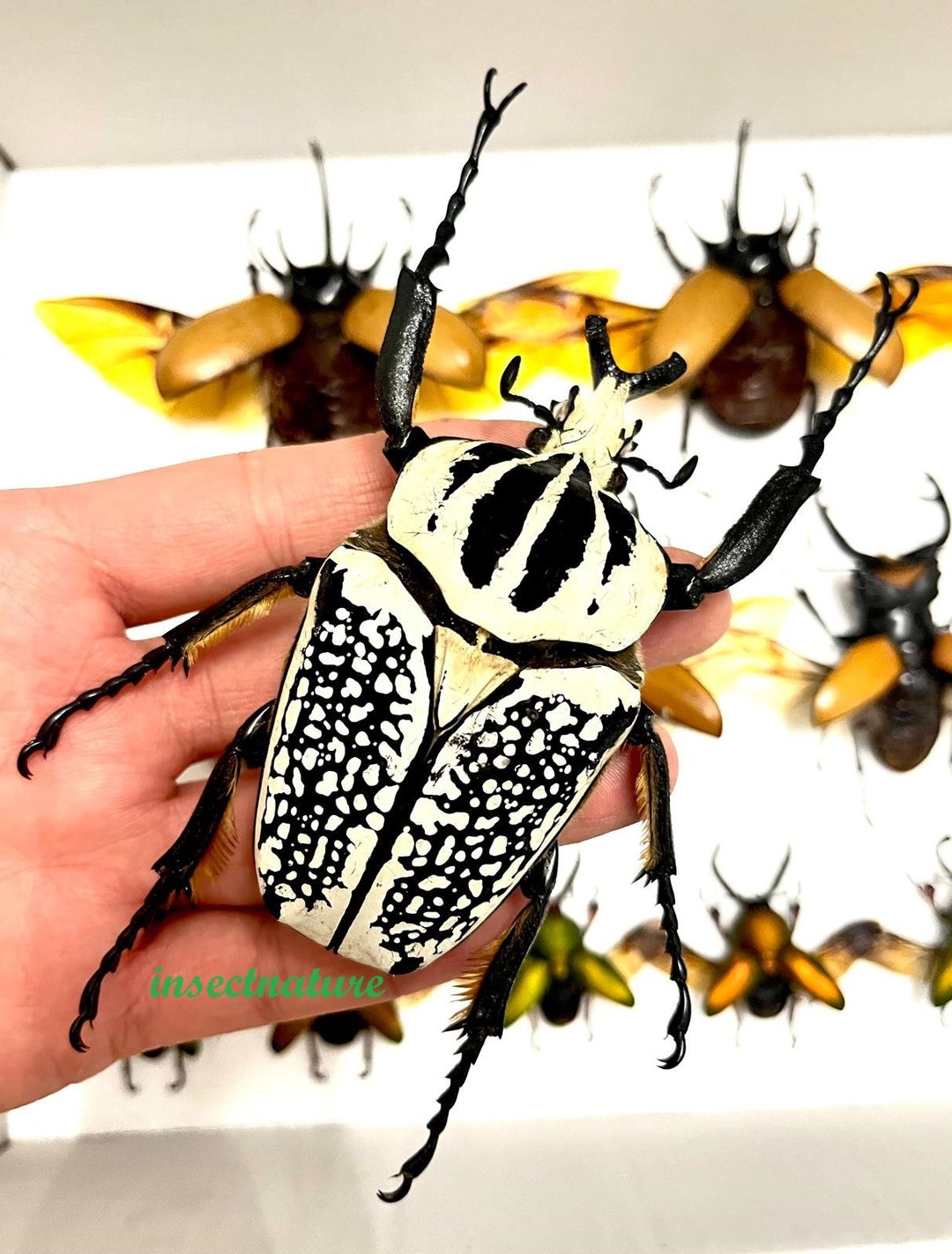 Mounted GIANT!!!!! 92/93mm!!! Goliathus Orientalis From D.r.congo ...