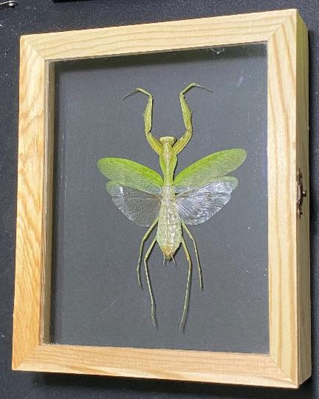 Rhombodera Extensicollis Giant Shield Mantis Framed in Wooden Box - Etsy