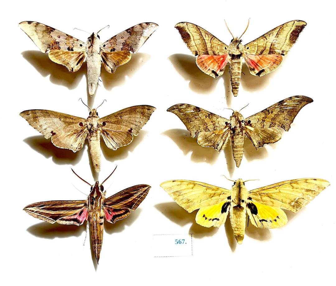 Lot 567 Mounted Sphingidae Africa Cameroon Moths for Your Art Projects ...
