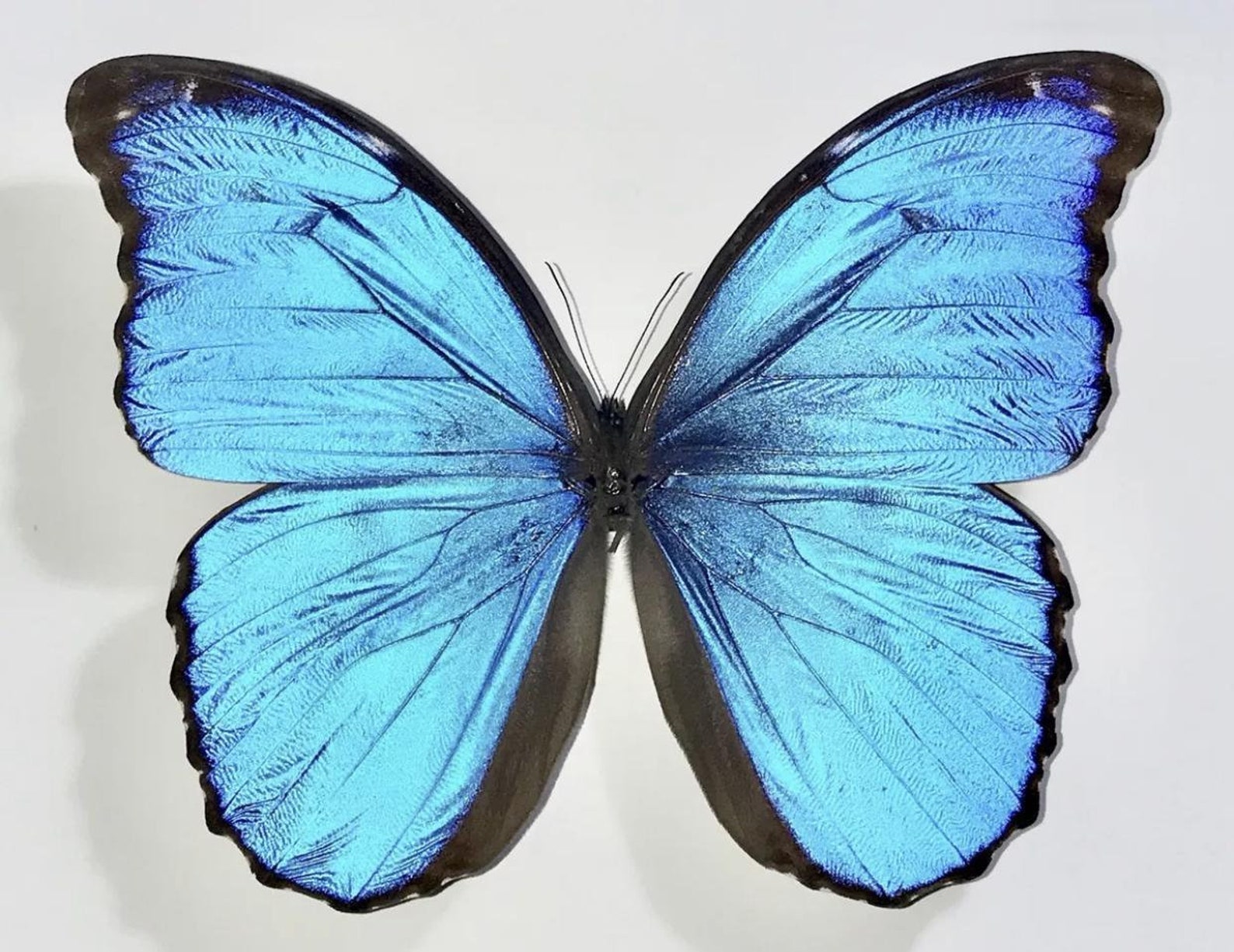 Morphidae Mounted Male Morpho Didius From Peru Insects for Your Art ...