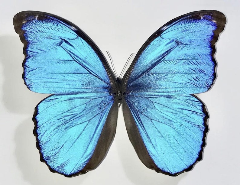 Morphidae Mounted Male Morpho Didius From Peru Insects for Your Art ...