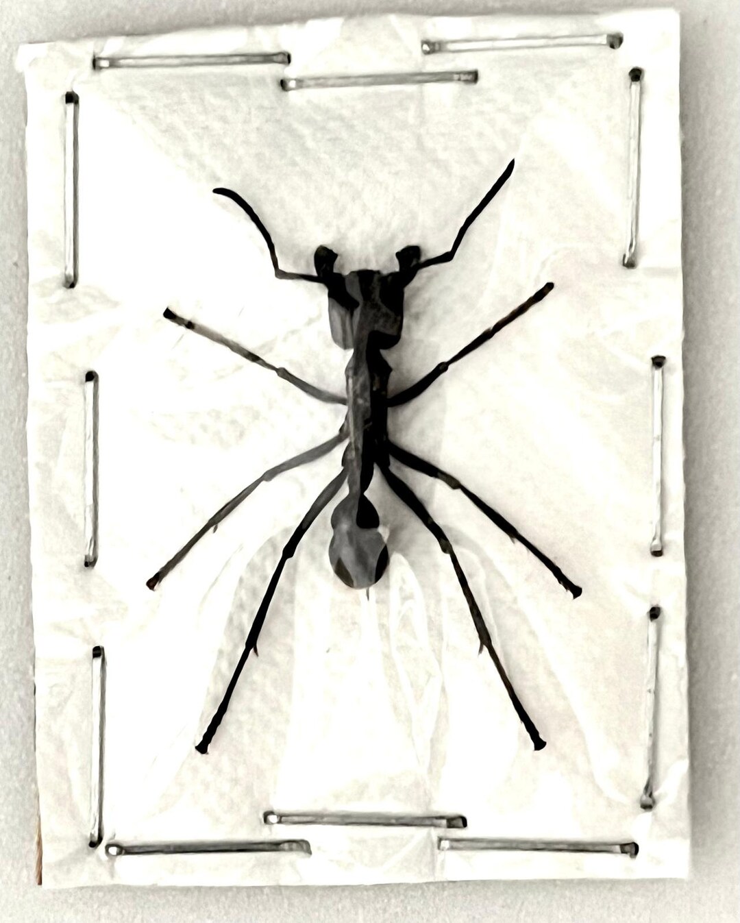 Mounted Bullet Ant Bullet Ant paraponera Clavata Insects for Your Art ...