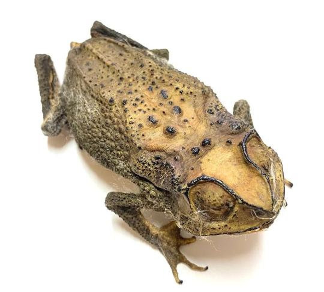 Real Toad Duttaphrynus Melanostictus Asian Toad Taxidermy for Your Art ...