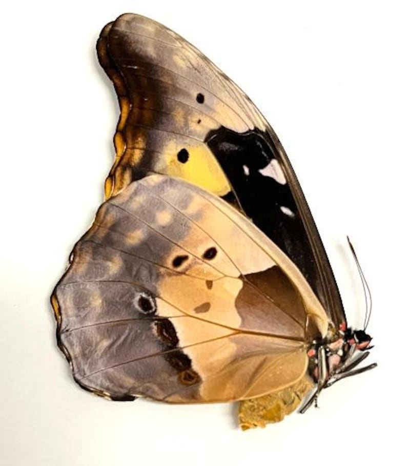 Morphidae FEMALE Morpho Rhetenor Helena Unmounted Butterflies for Your ...
