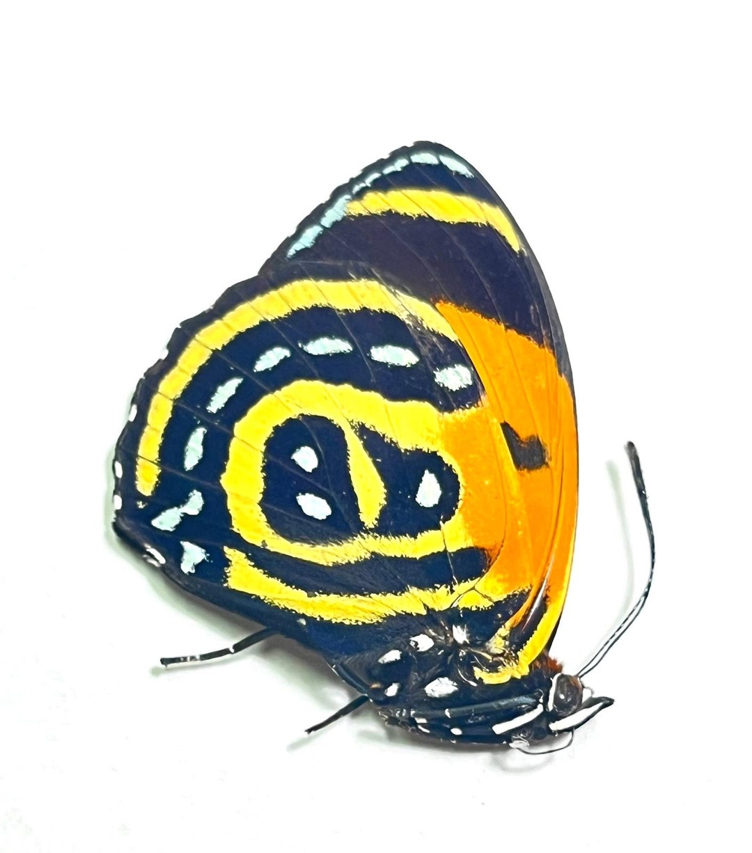 Unmounted - Nymphalidae Callicore Cynosura Perú - Insects & Butterflies ...