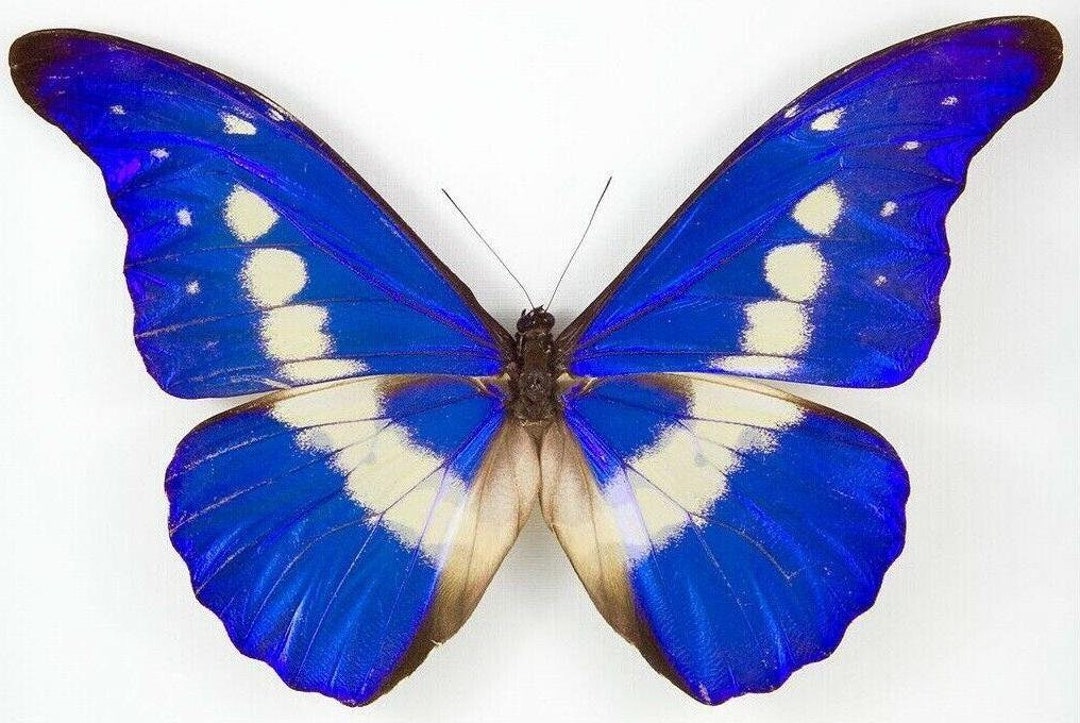 Morphidae - Morpho Rhetenor Helena - Mounted - Butterflies for Your Art Projects or Entomology ...