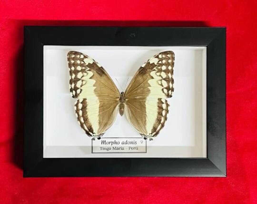 Morphidae Morpho Adonis Female Real Butterflies Black Framed - Etsy