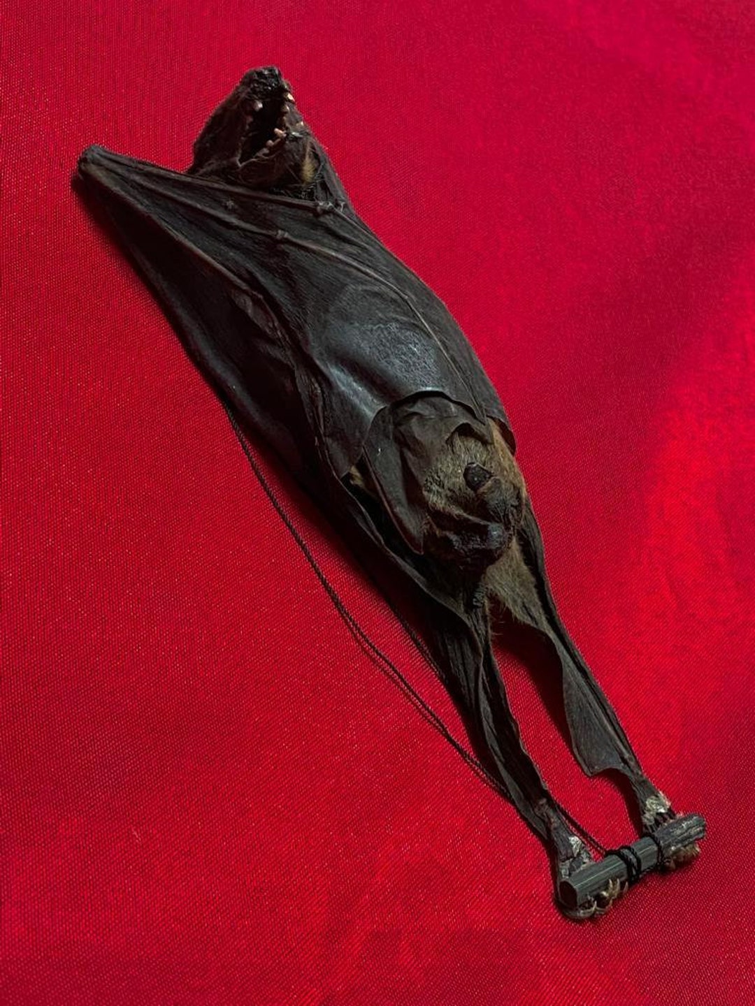 Real Bat Giant Rousettus Leschenaulti Handing Taxidermy Real Bat for ...