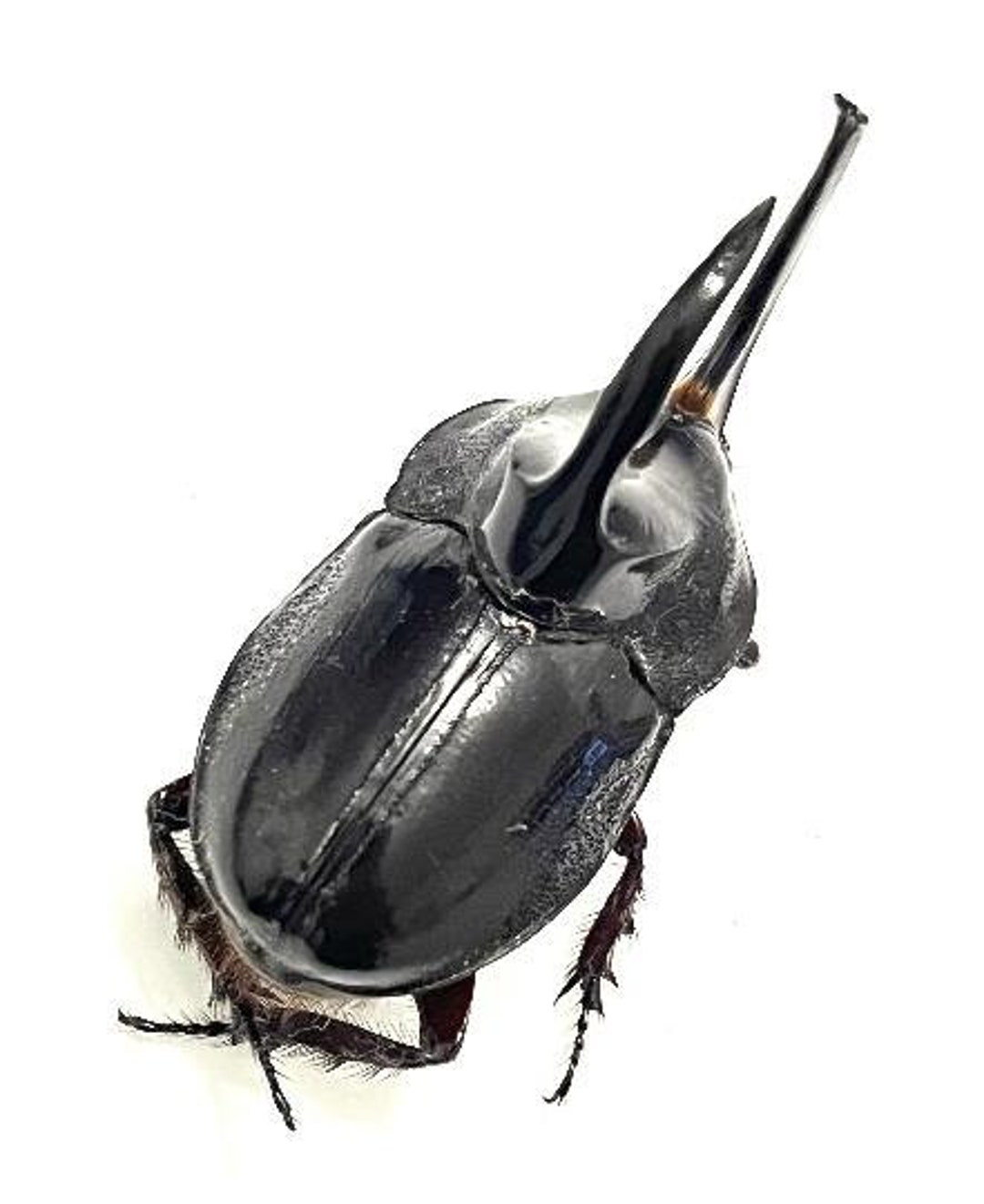 Unmounted - Giant Size!! Dynastidae Enema Pan - Insects & Beetles for ...