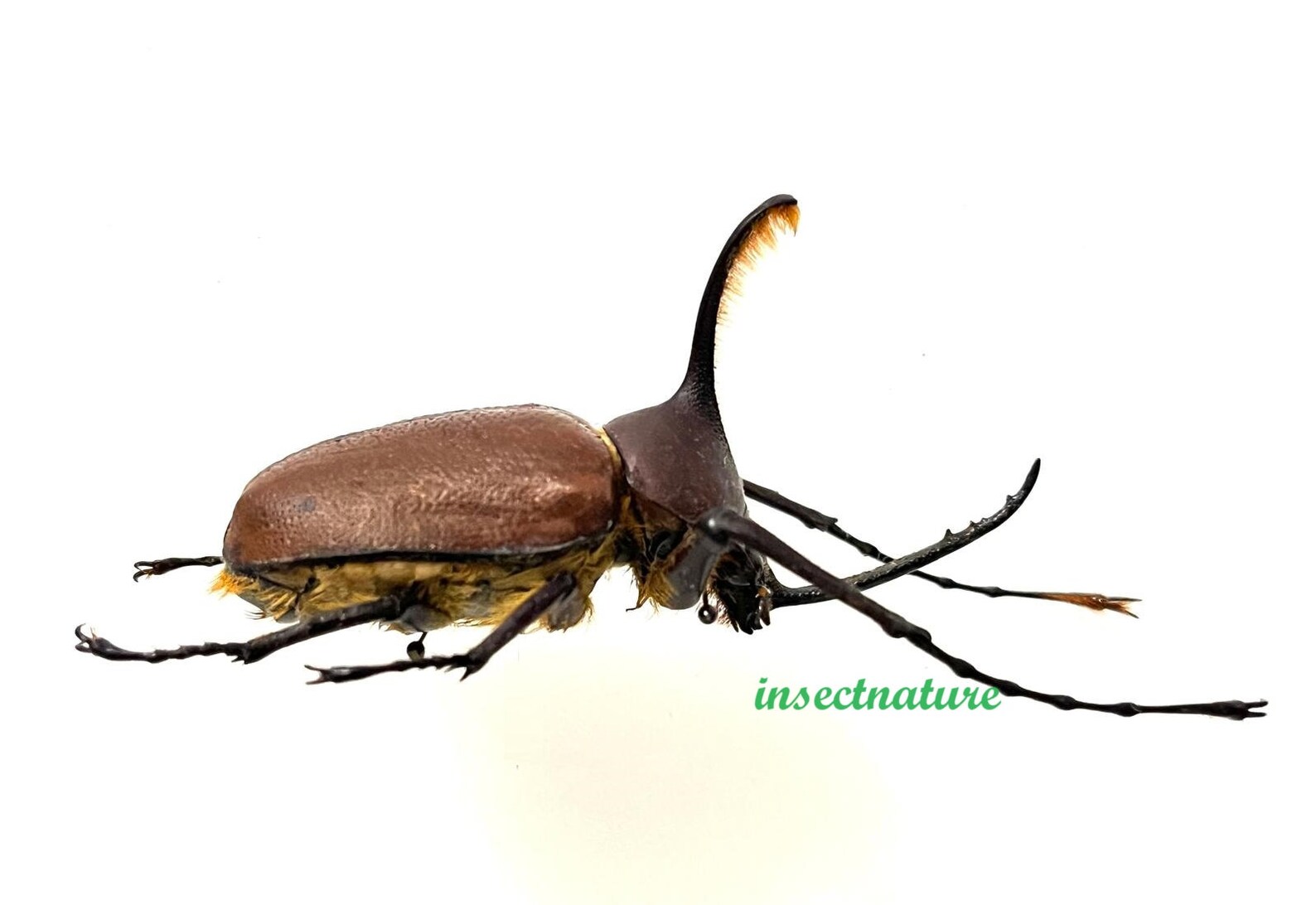 Mounted Dynastidae Golofa Sp. Big Size Insects & Beetles for Your Art ...