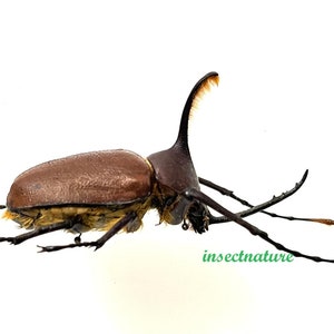 Mounted - Dynastidae - Golofa Sp. Big Size! - Insects & Beetles for ...