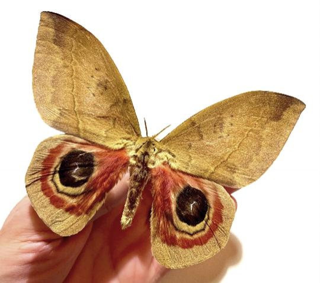 Automeris Janus - French Guiana - Mounted - Butterflies & Moths for ...