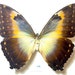 Mounted Morphidae Giant Female ref.578 Morpho Cisseis Phanodemus ...
