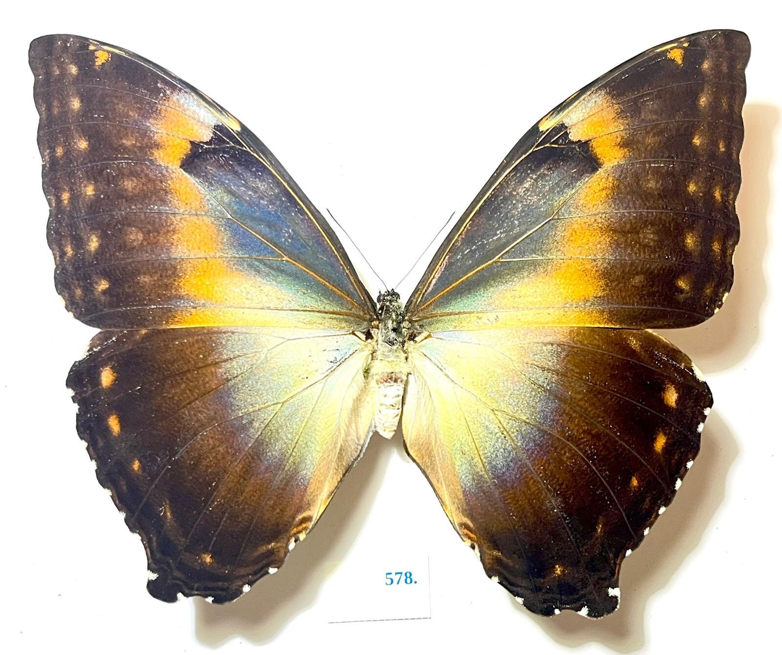 Mounted Morphidae Giant Female ref.578 Morpho Cisseis Phanodemus ...