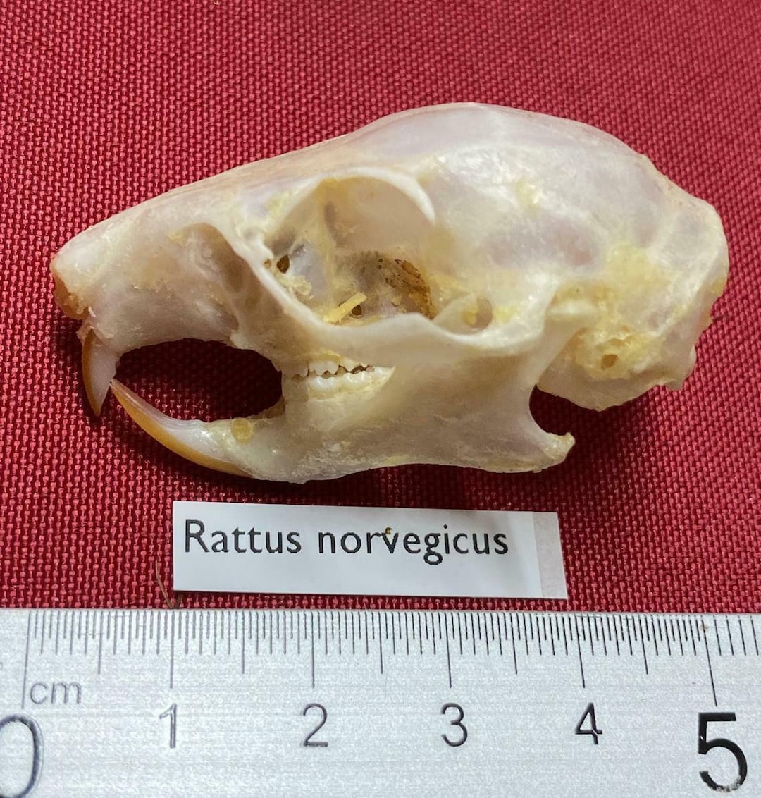 Rattus Norvegicus - Real Rat Skull - Very Big! - for Your Art Projects ...
