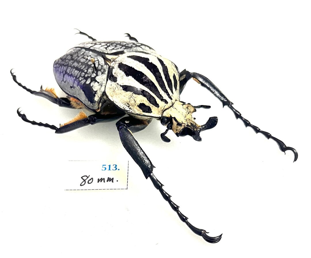 Mounted ref.513 Goliathus Meleagris From D.r.congo Insects for Your Art ...