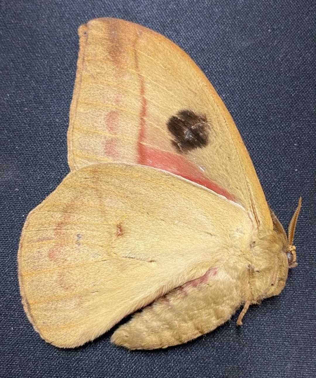 Automeris Janus French Guiana Unmounted Butterflies & Moths for Your ...