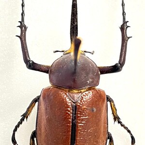 Mounted - Dynastidae - Golofa Sp. Big Size! - Insects & Beetles for ...
