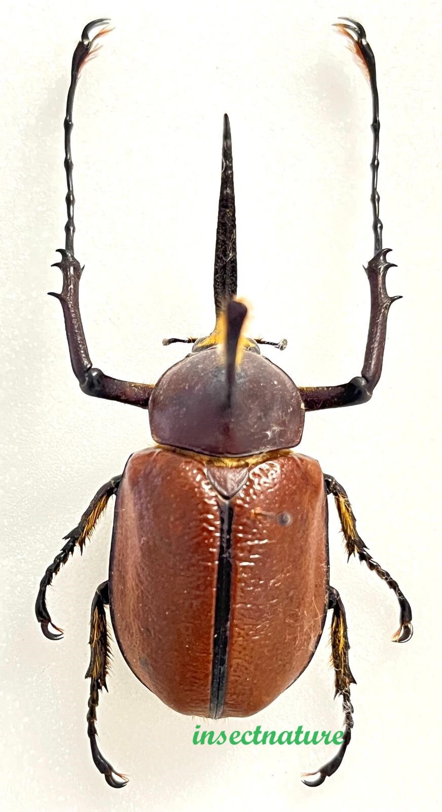 Mounted Dynastidae Golofa Sp. Big Size Insects & Beetles for Your Art ...