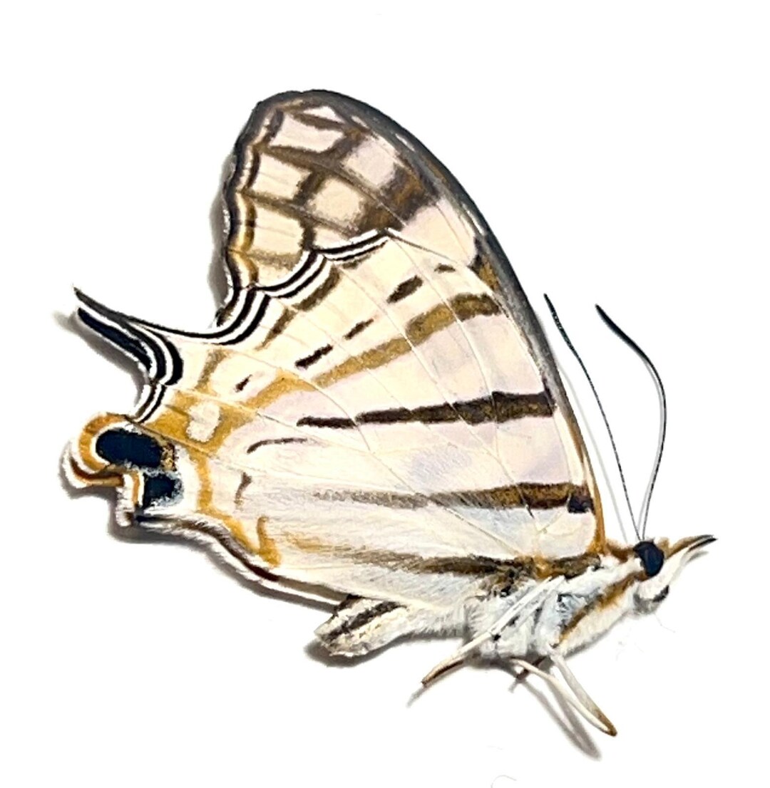 Nymphalidae - Cyrestis Camillus From Cameroon - Unmounted - Butterflies ...