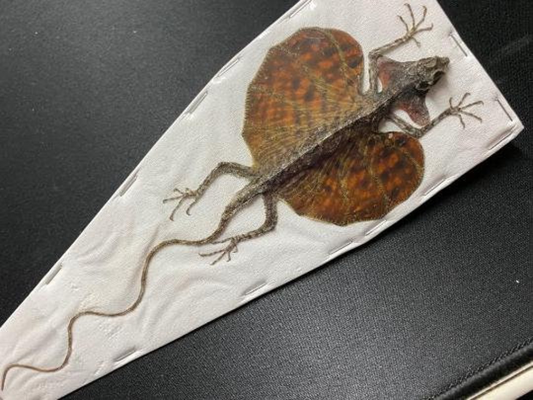 Beautiful Red Draco Flying Lizard - Taxidermy - for Your Art Projects, Collection, Decoration ...