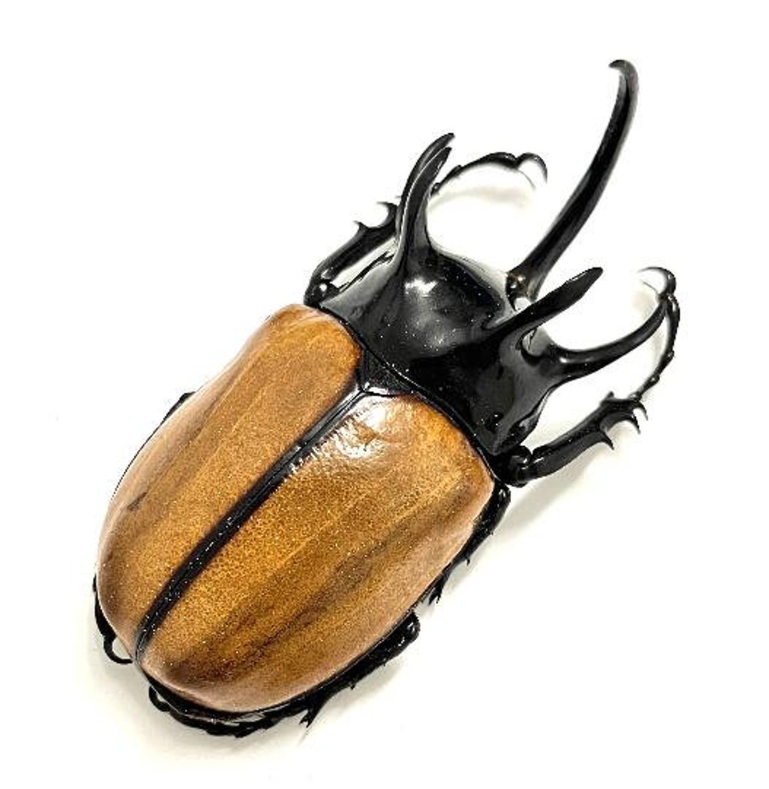 Unmounted - Dynastidae - Eupatorus Gracilicornis Big Size! - Insects ...