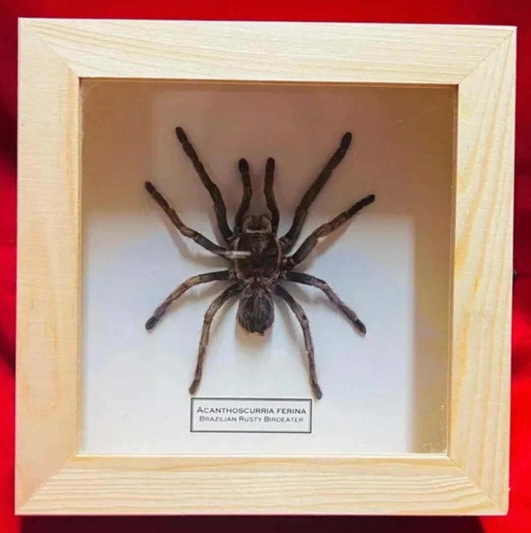 Giant Rusty Birdeater Tarantula - Acanthoscurria Ferina From Peru ...
