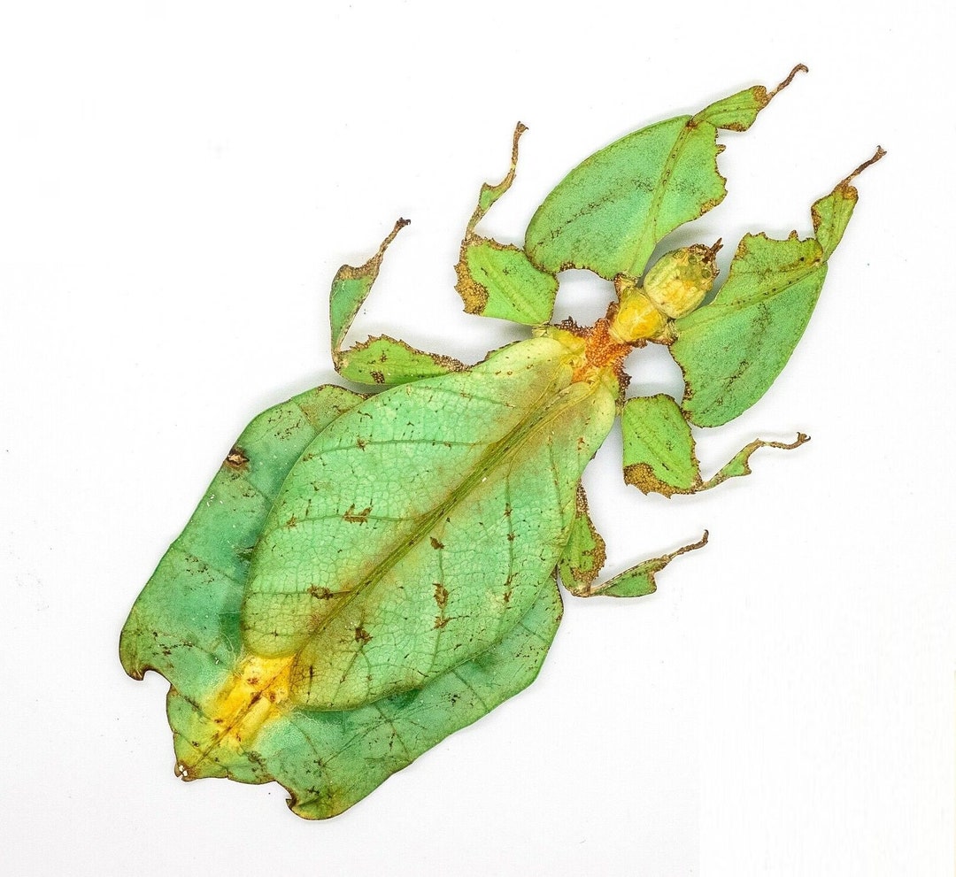Giant Malaysian Leaf Insect Phyllium Giganteum - Insects for Your Art ...