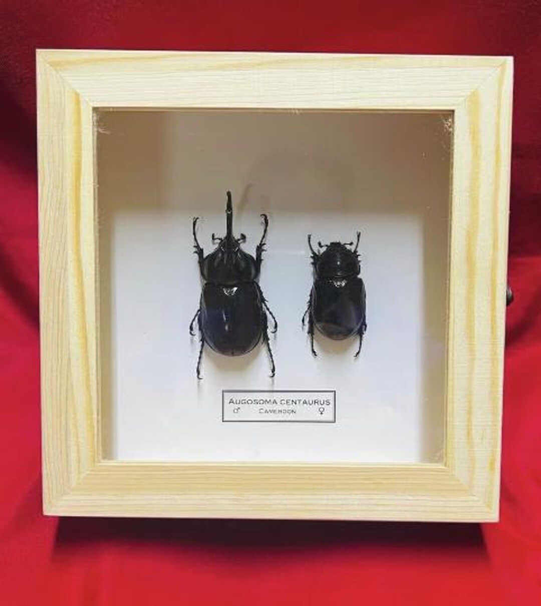 Augosoma Centaurus Pair - Real African Beetles Framed in Wooden Box - Etsy