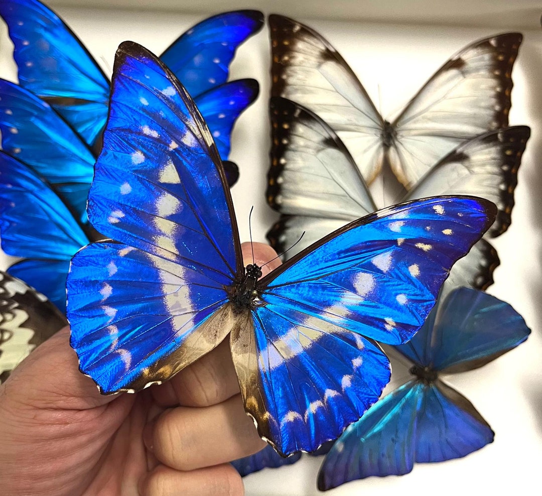 Giant A1 Morpho Cypris 115mm Insects for Your Art Projects or ...