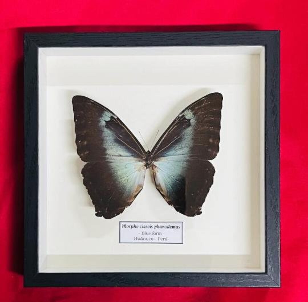 Morphidae Morpho Phanodemus Blue Real Butterflies Black Framed - Etsy