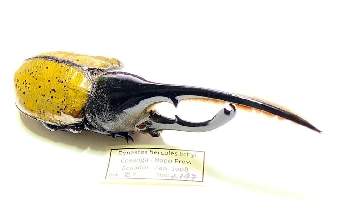 Ref.21 Dynastes Hercules Lichyi From Ecuador 147mm!! Real Beetles for ...