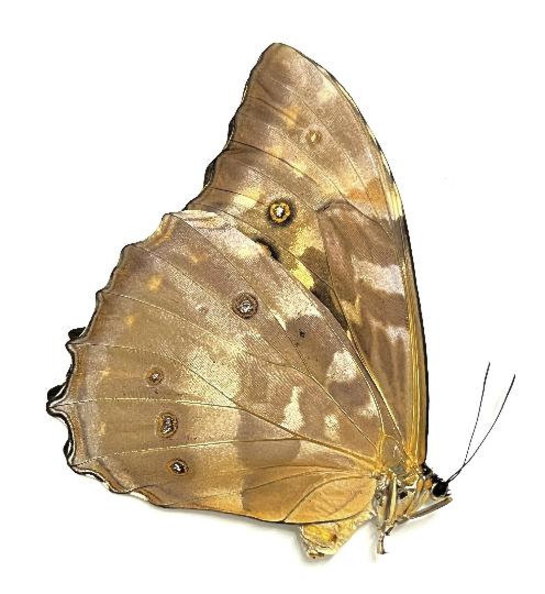 Morphidae- Unmounted - Female Morpho Telemachus From Peru - Insects for ...