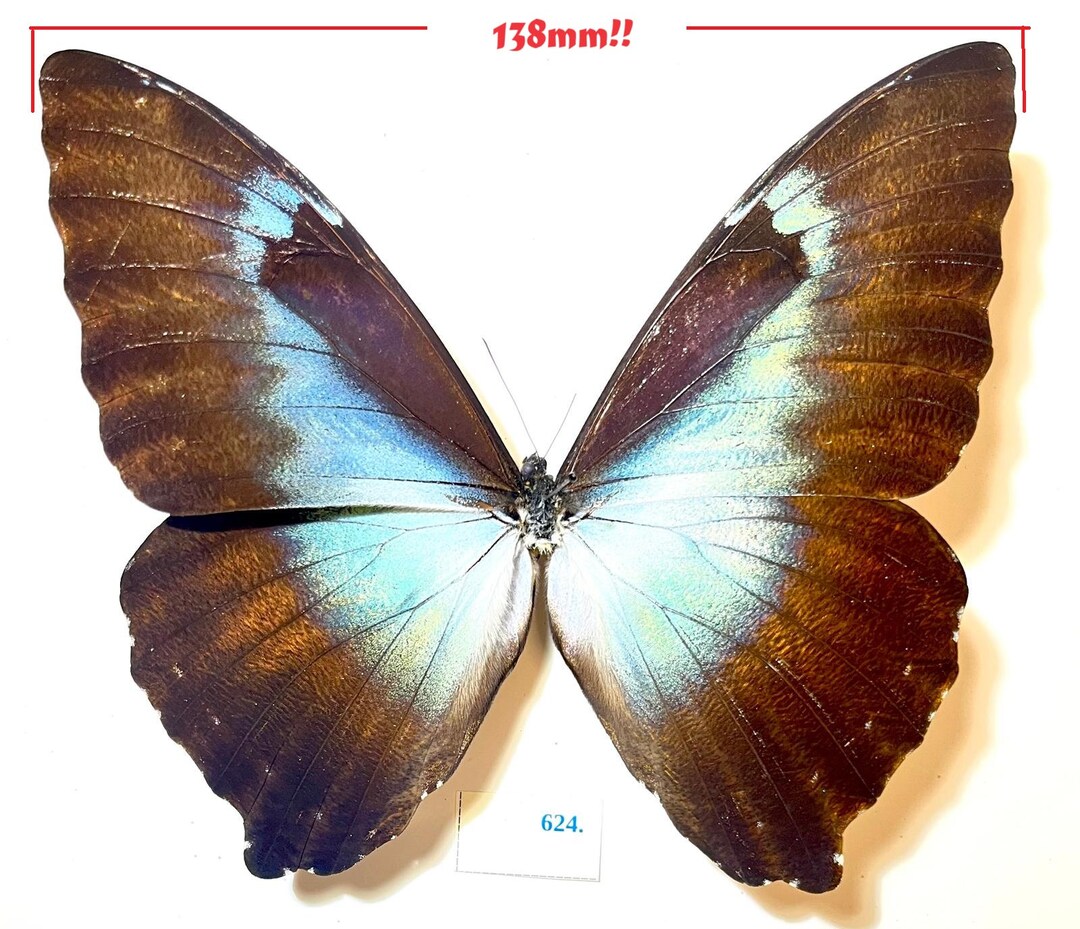 Mounted Morphidae - Giant Blue Male! (ref.624) Morpho Cisseis ...