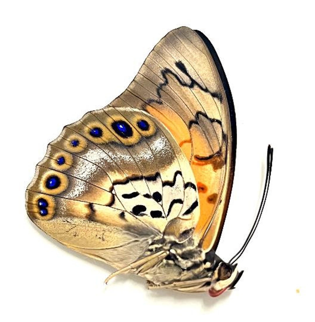 Rare Hybrid! Agrias Claudina Lugens X Prepona Dexamenus - Unmounted ...
