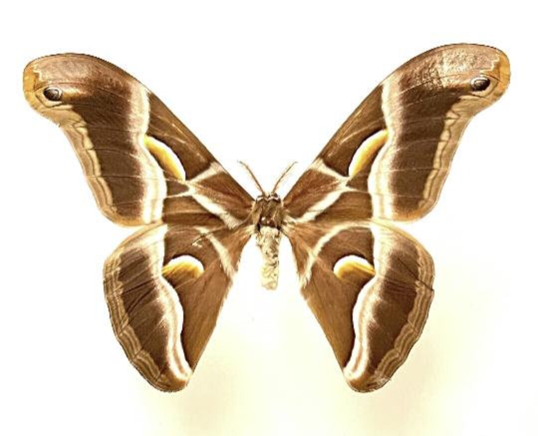 Real Indian Silkmoth Samia Cynthia Ricini - Mounted - Butterflies ...