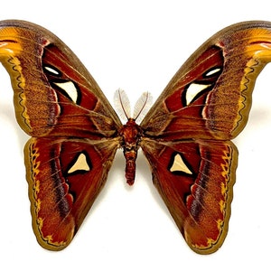Mounted - Giant Moth Attacus Atlas (male) From Indonesia - Insects for ...