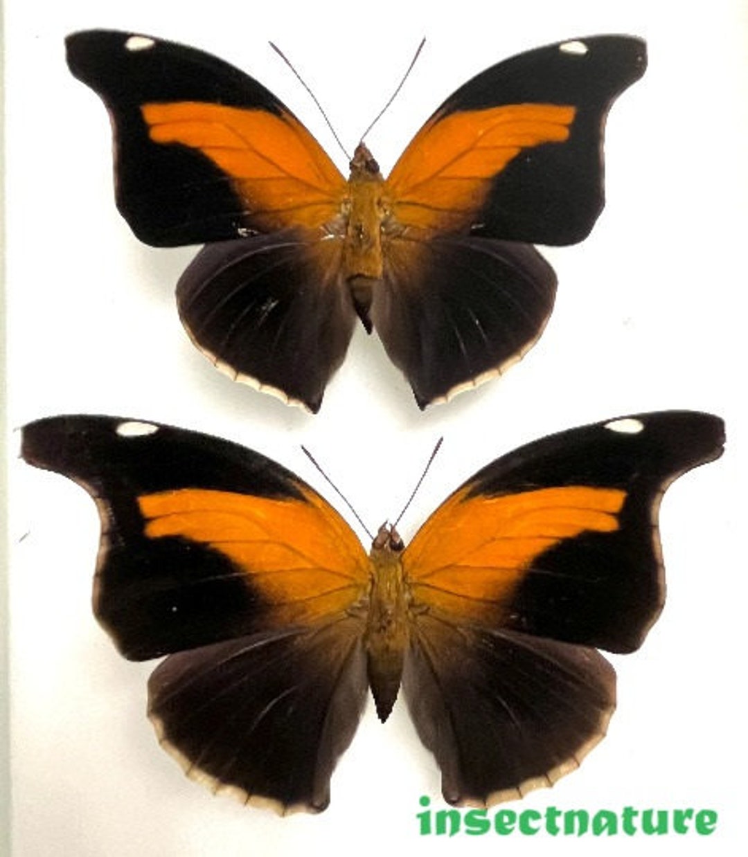 PAIR!! Historis Odius From Perú - Mounted - Butterflies for Your Art ...