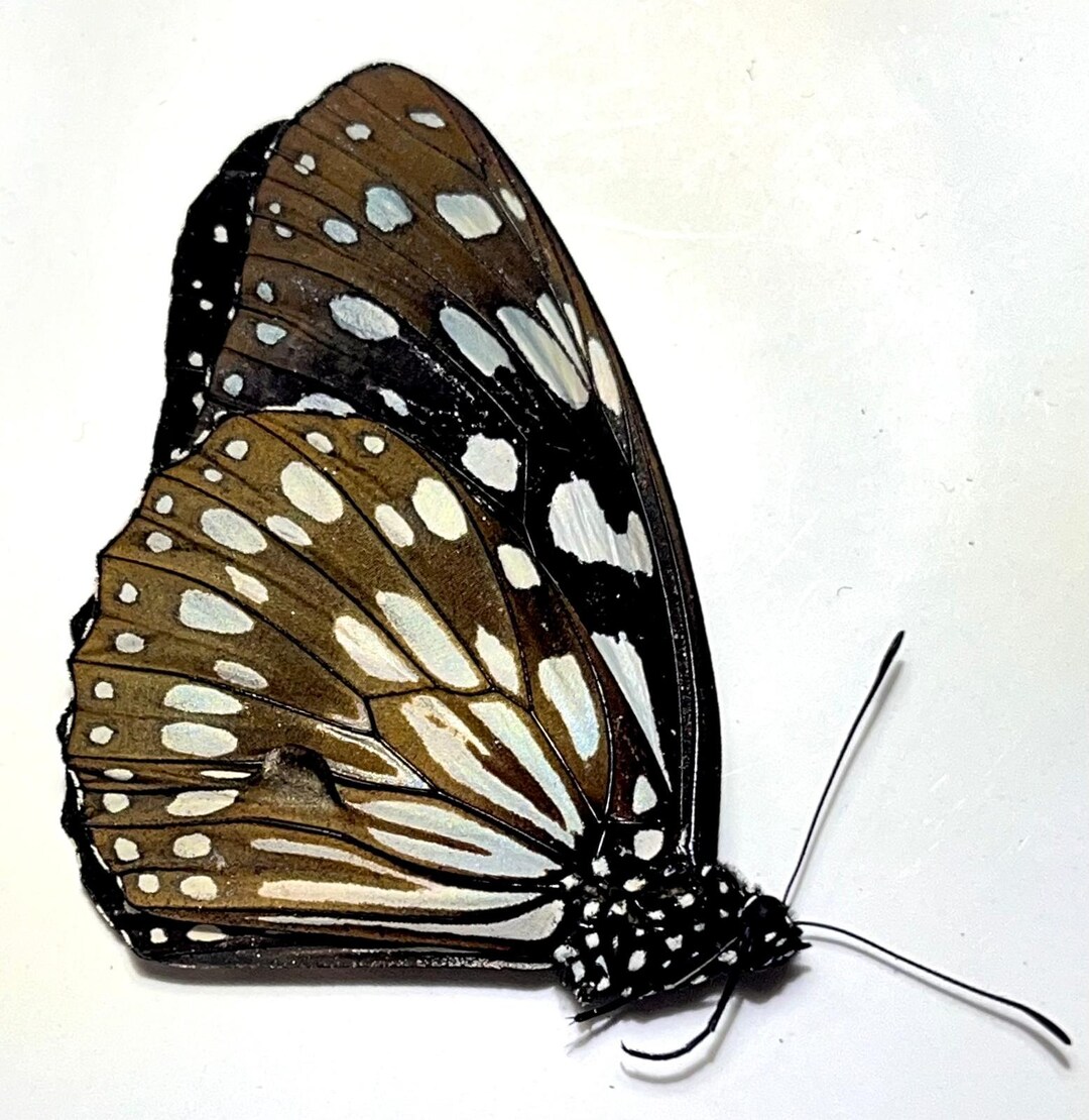 Danaidae - Tirumala Petiverana From Cameroon - Unmounted - Butterflies ...