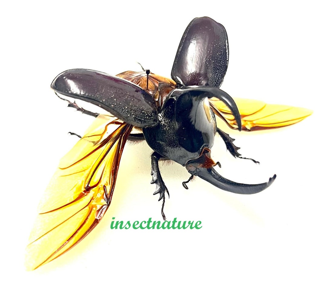 Giant Size Mounted Open Wings Dynastidae Enema Pan Insects & Beetles ...